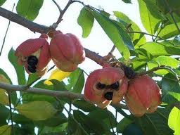 Fruit Trees - Trees That Feed Foundation